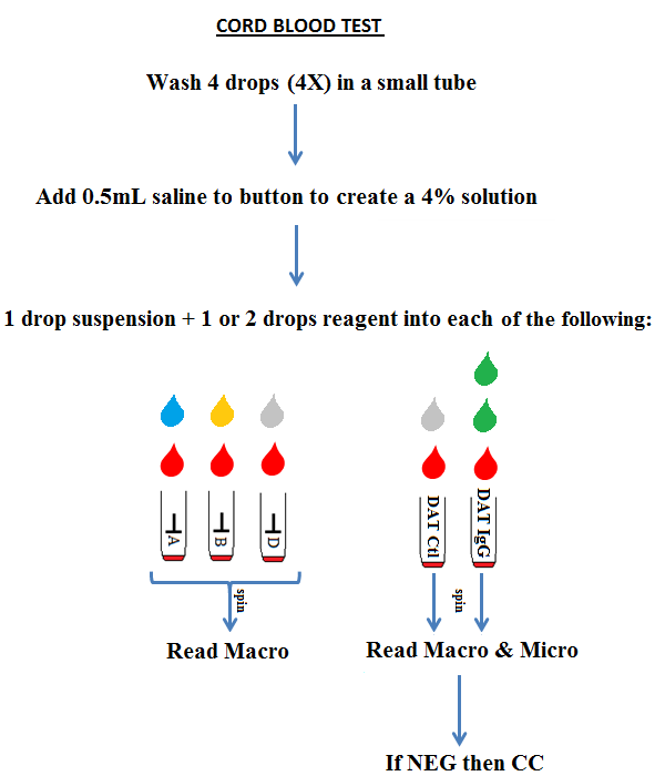 Blood Bank Procedures | wordsology